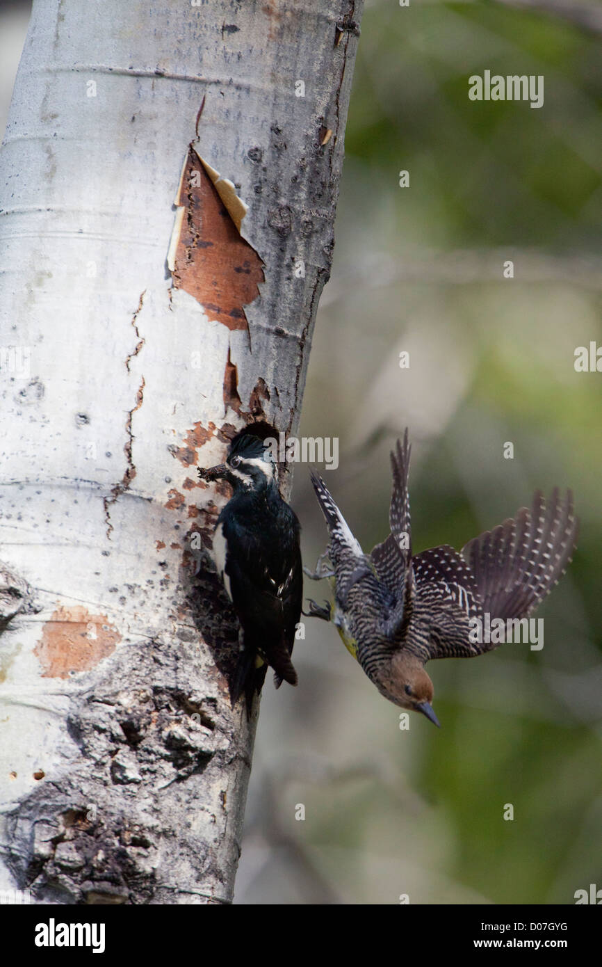 Sapsucker nest hi-res stock photography and images - Alamy