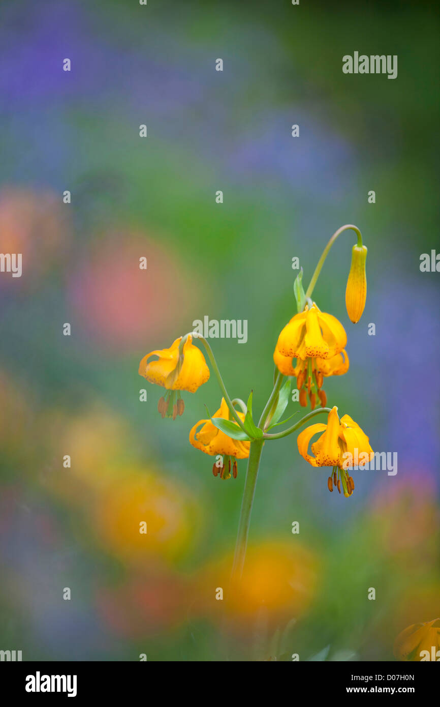 USA, Washington State, Olympic National Park. Columbia Lily amid ...