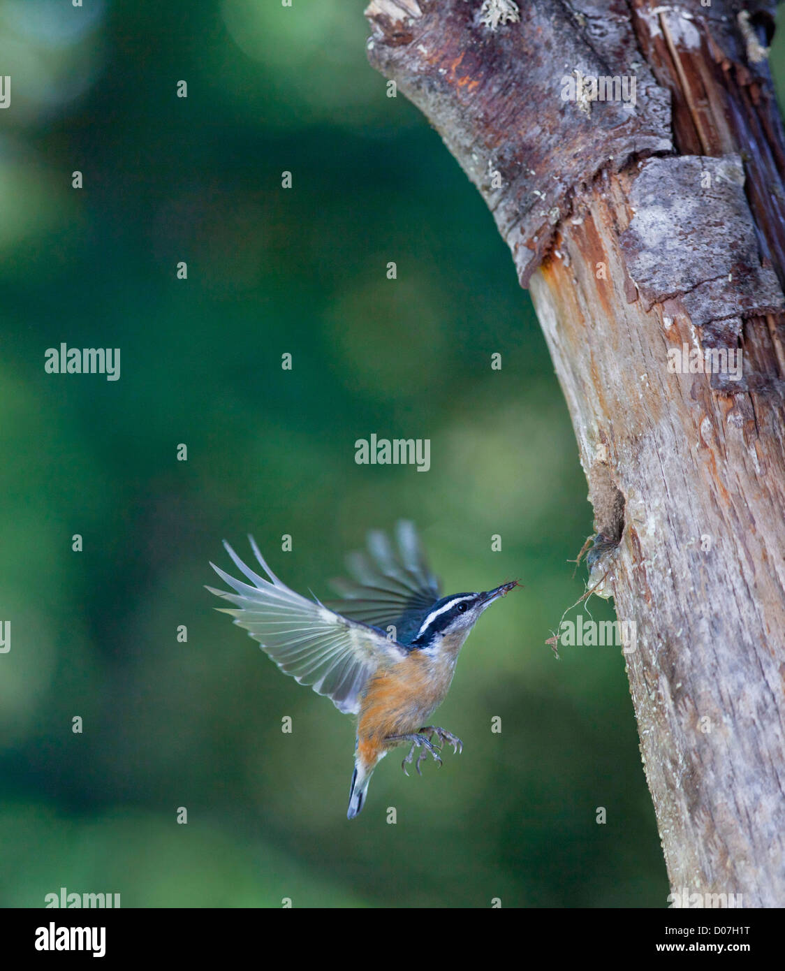 USA, Washington State. A Red-breasted Nuthatch (Sitta canadensis ...