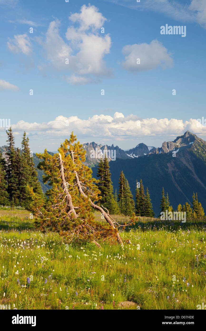 Cowlitz chimneys hi-res stock photography and images - Alamy