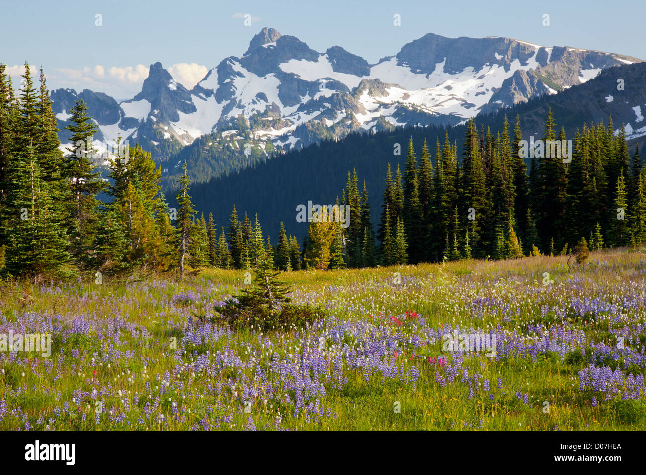 WA, Mount Rainier National Park, Alpine wildflower meadow and Sarvent Glaciers, view from ...