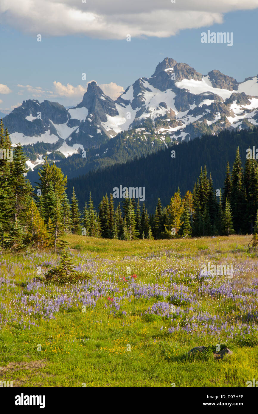 WA, Mount Rainier National Park, Alpine wildflower meadow and Sarvent Glaciers, view from ...