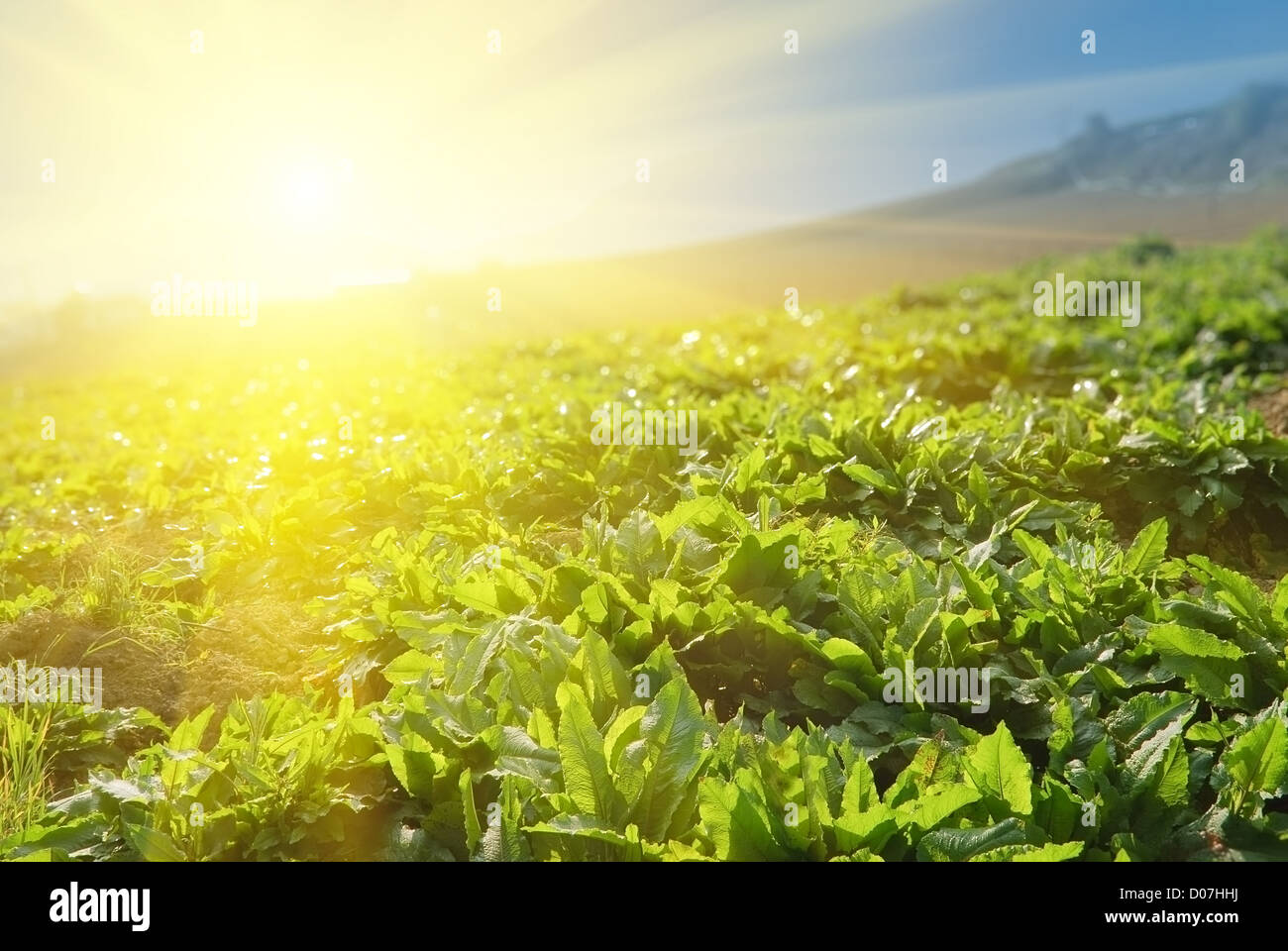 Vegetable farm under sunlight in morning in outdoor in daytime Stock ...