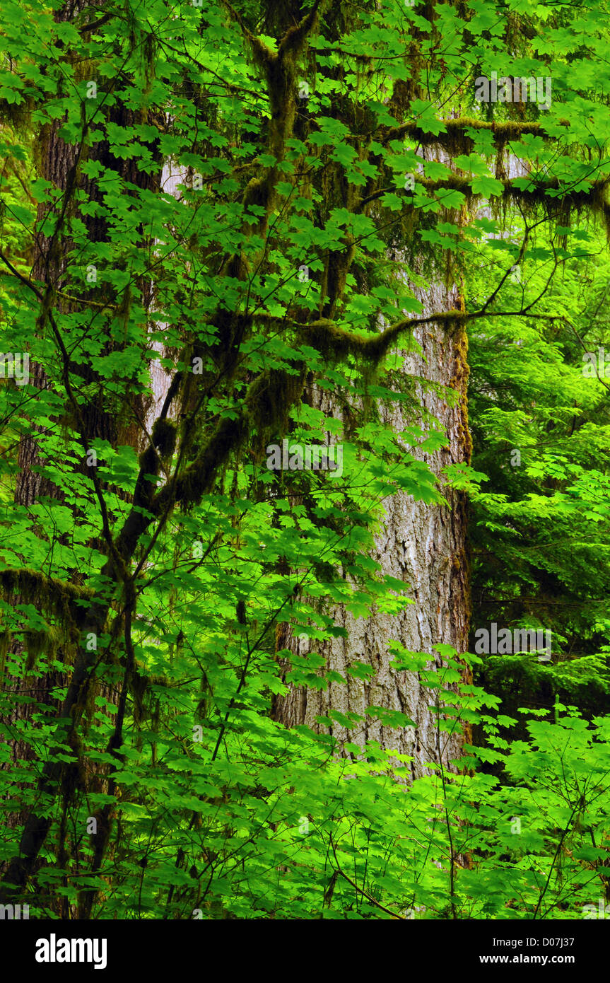 Vine Maple and Douglas Fir, Hoh Rain Forest, Olympic National Park ...