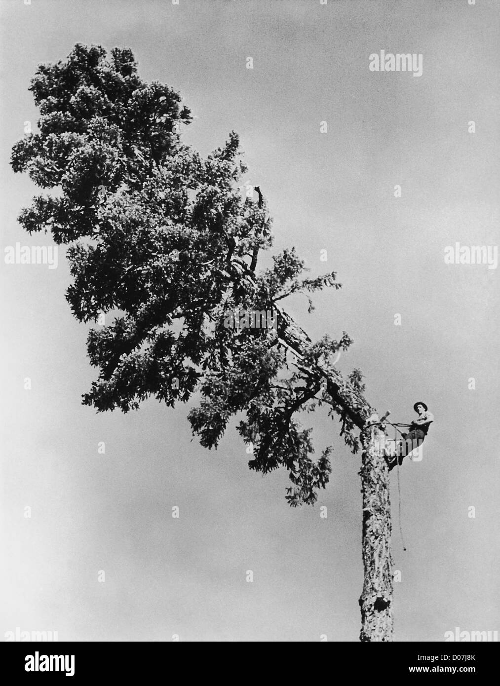 Man chopping down tree Stock Photo - Alamy