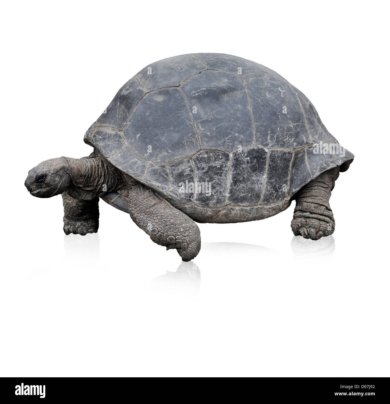 Tortoise shell and white hi-res stock photography and images - Alamy