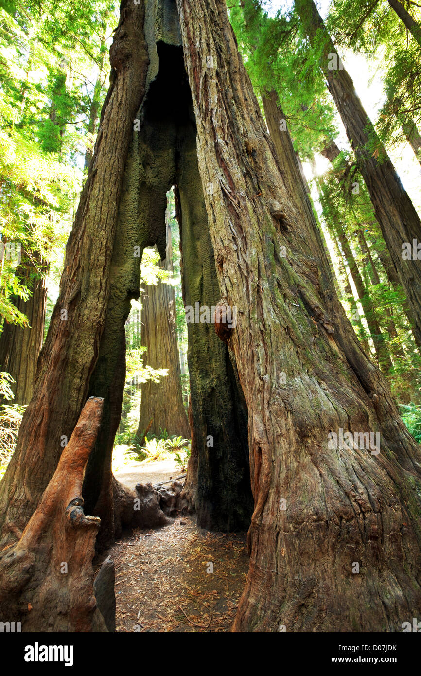 Flag in the sequoia forest hi-res stock photography and images - Alamy