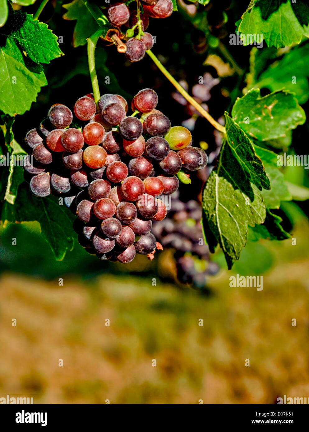 USA, Washington, Richland. Goose Ridge Vineyards and Estate Winery is ...