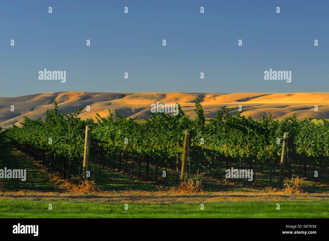 USA, Washington, Richland. Goose Ridge Vineyards and Estate Winery is ...