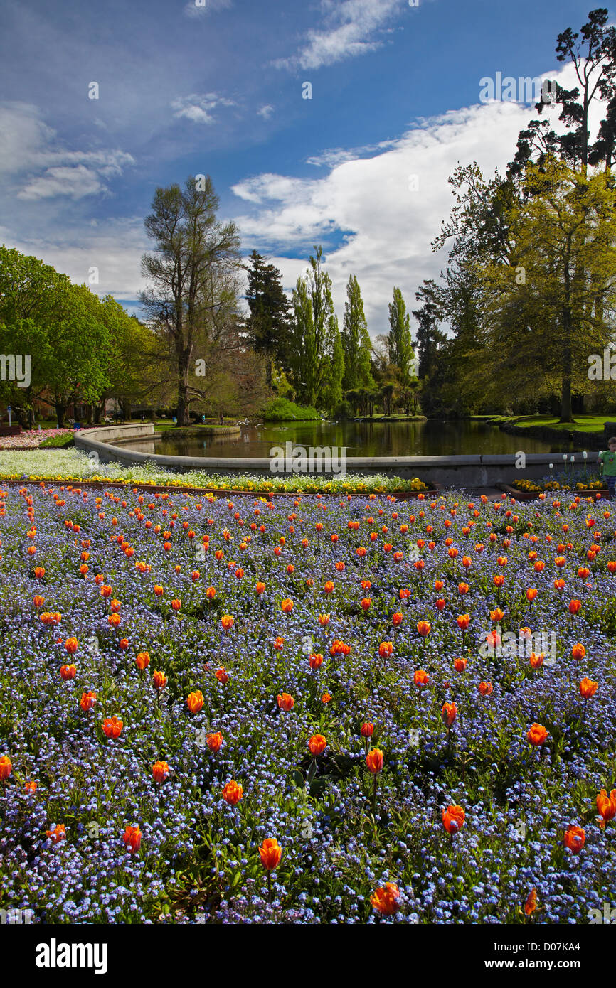 Tulips and pond, Ashburton Domain, Mid-Canterbury, South Island, New ...