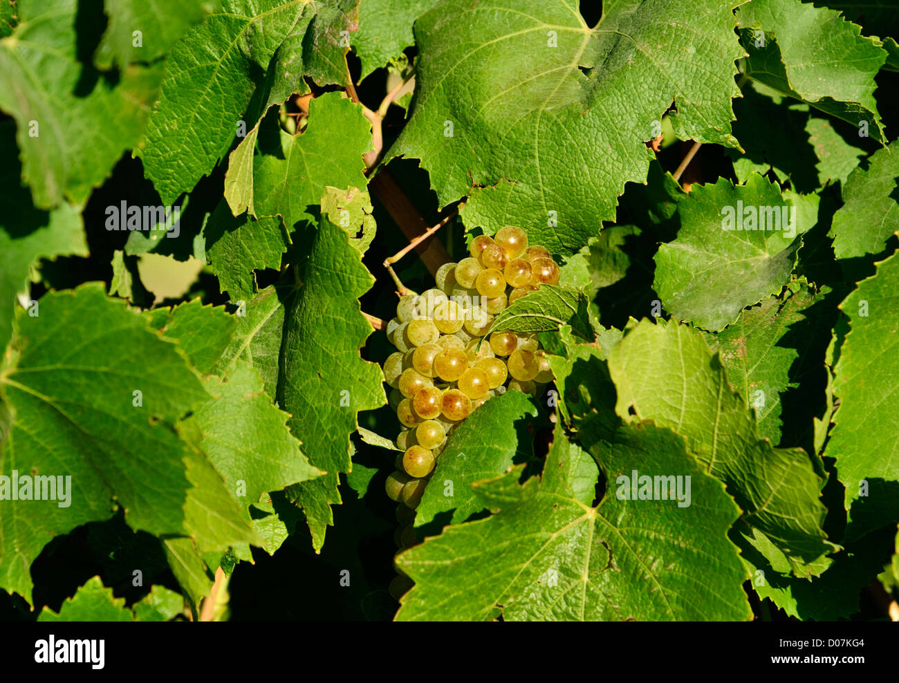 USA, Washington, Tri-Cities. Wine grapes ripen in the Eastern ...