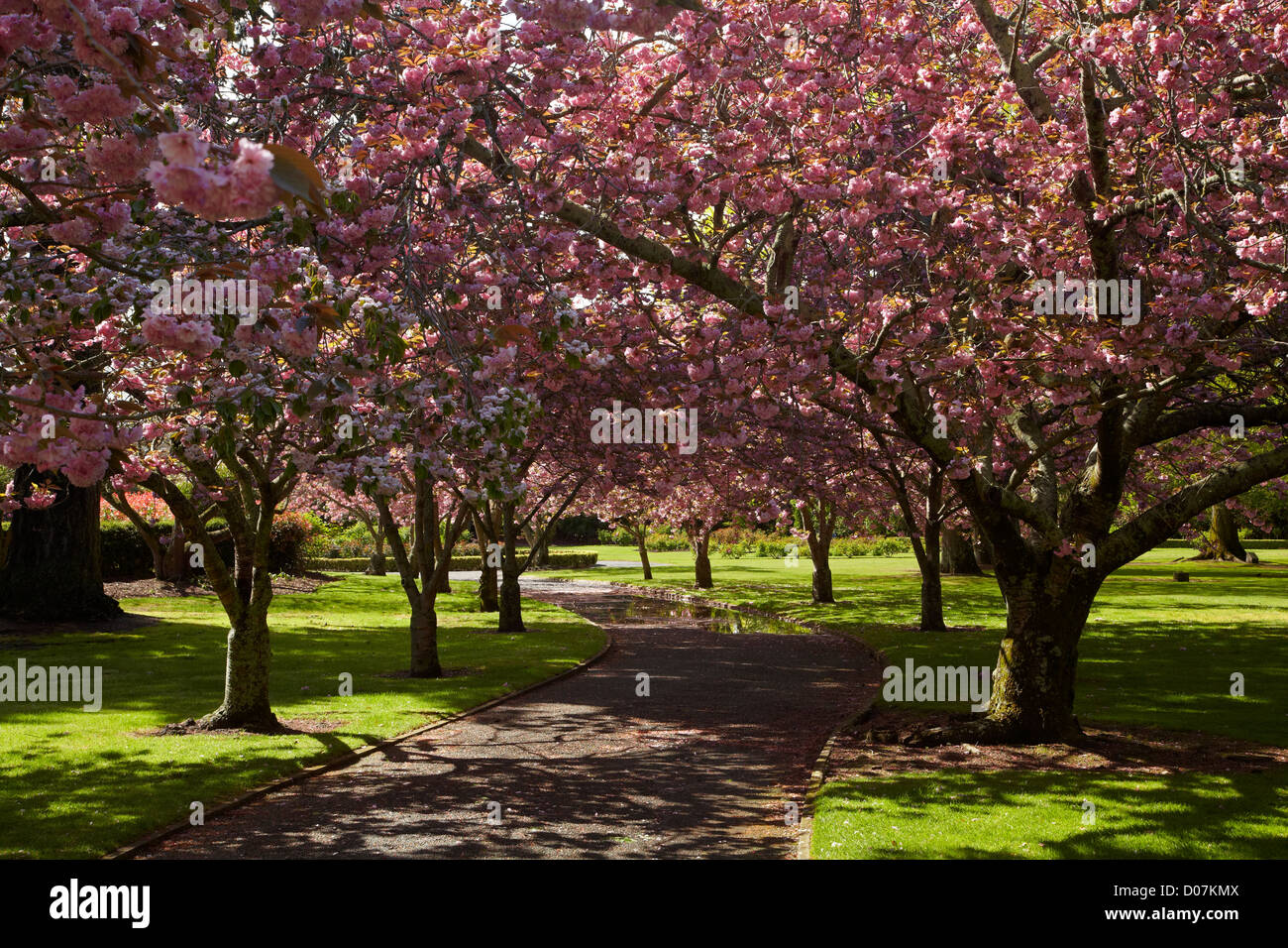 Tree public domain hi-res stock photography and images - Alamy