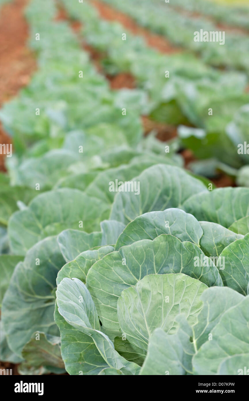 Healthy young cabbage crop on the field Stock Photo - Alamy