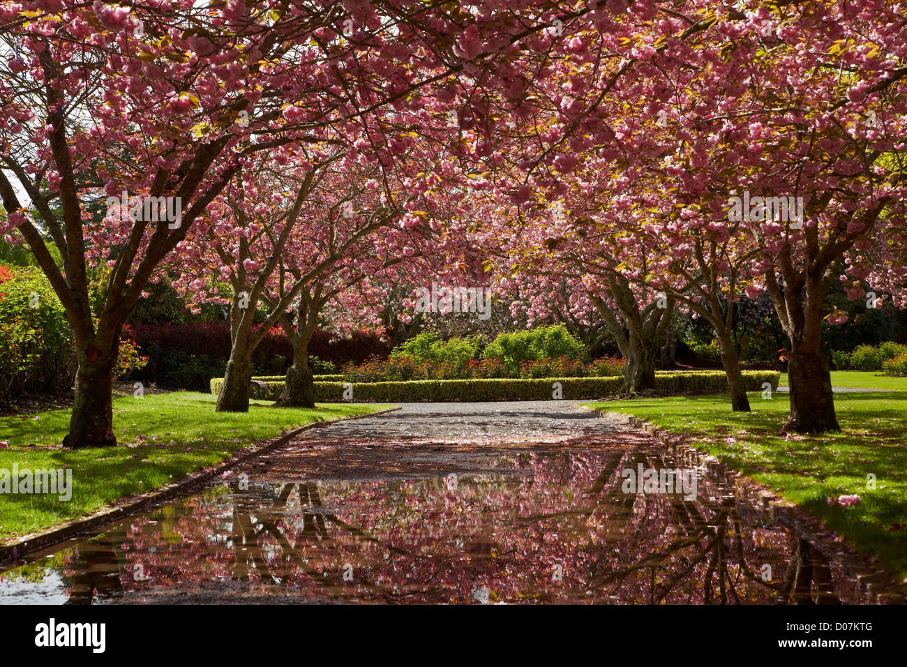 Spring Blossom, Ashburton Domain, Mid-Canterbury, South Island, New ...
