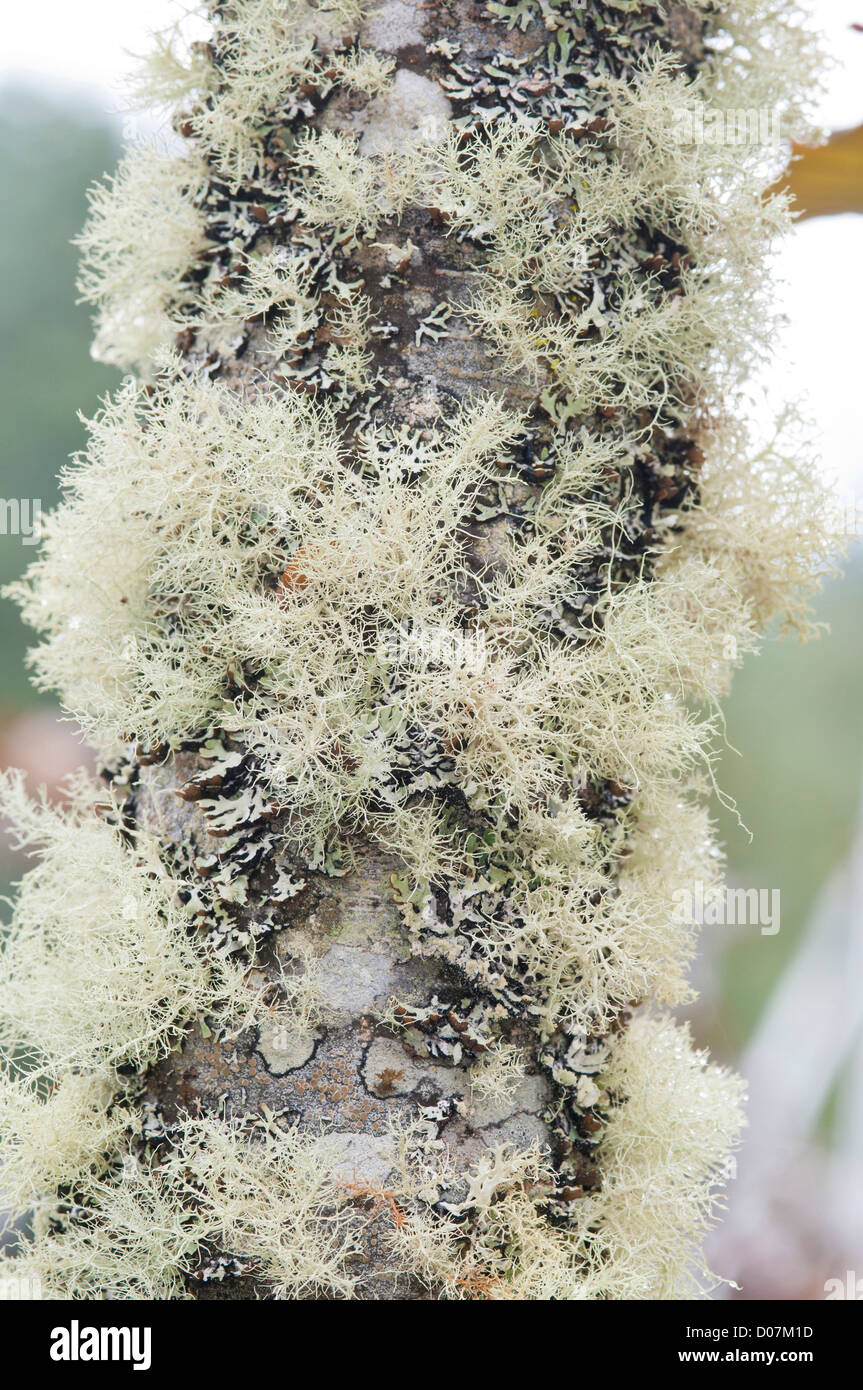 US, WA, Pacific Northwest. Highly adaptable lifeforms, lichen survive ...