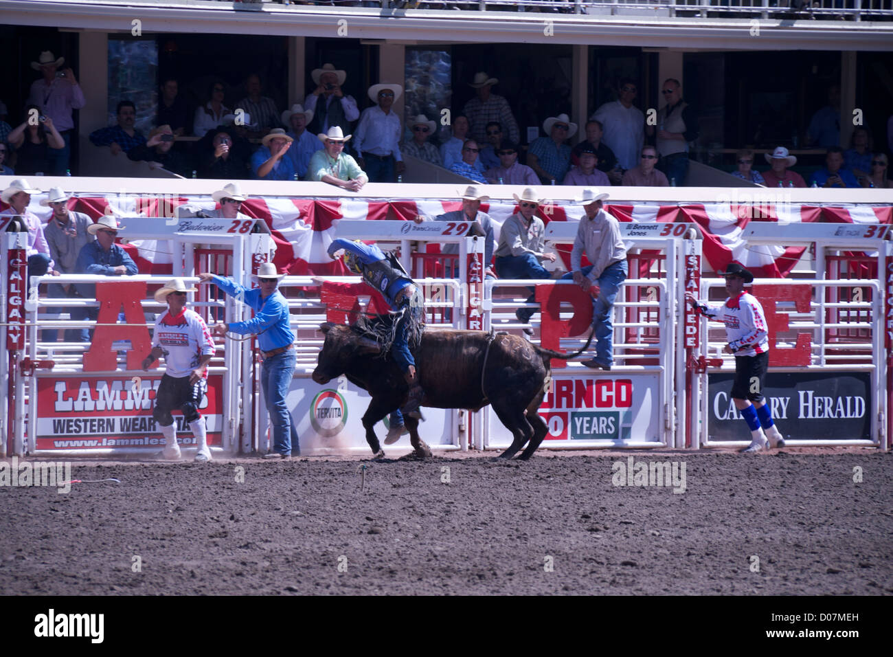 Bull rider at calgary stampede hi-res stock photography and images - Alamy