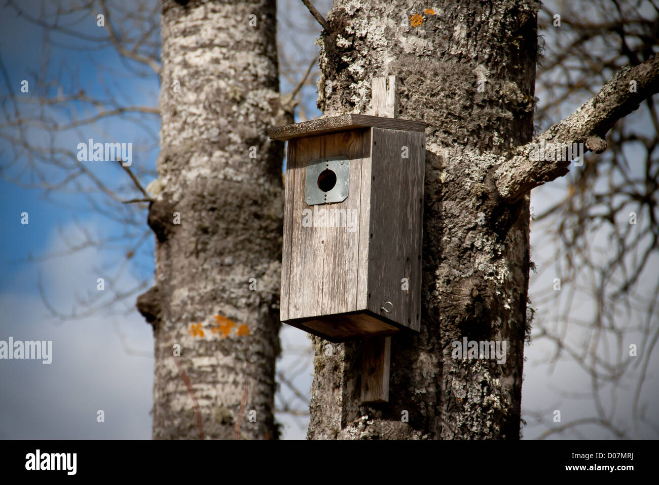 Living roof nest box hi-res stock photography and images - Alamy