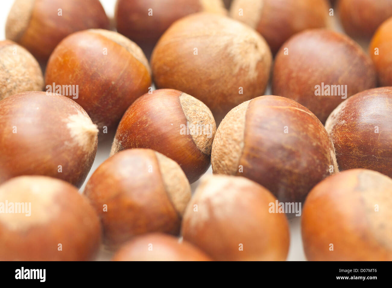 Chestnut isolated on white background Stock Photo - Alamy
