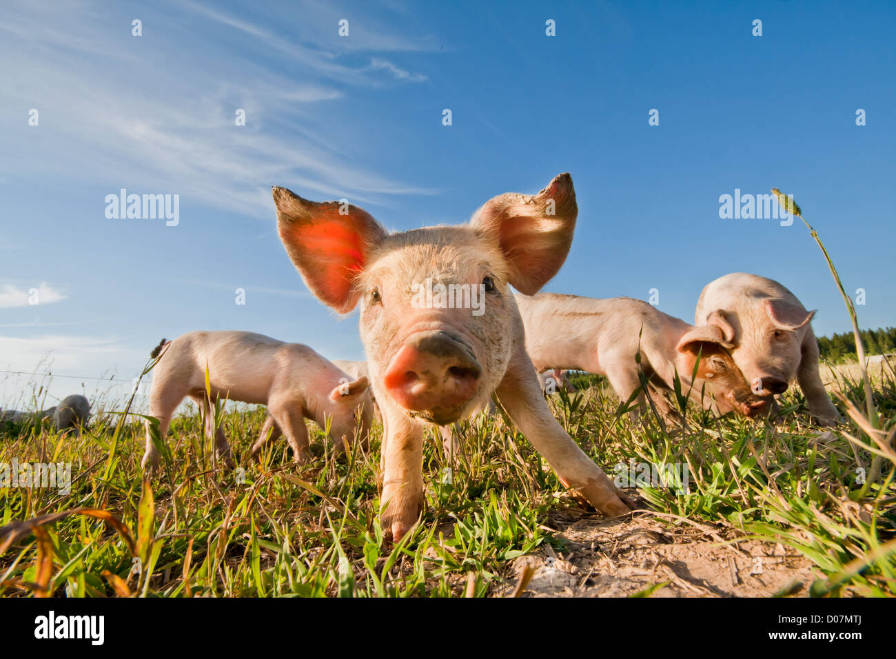 Pigfarm hi-res stock photography and images - Alamy