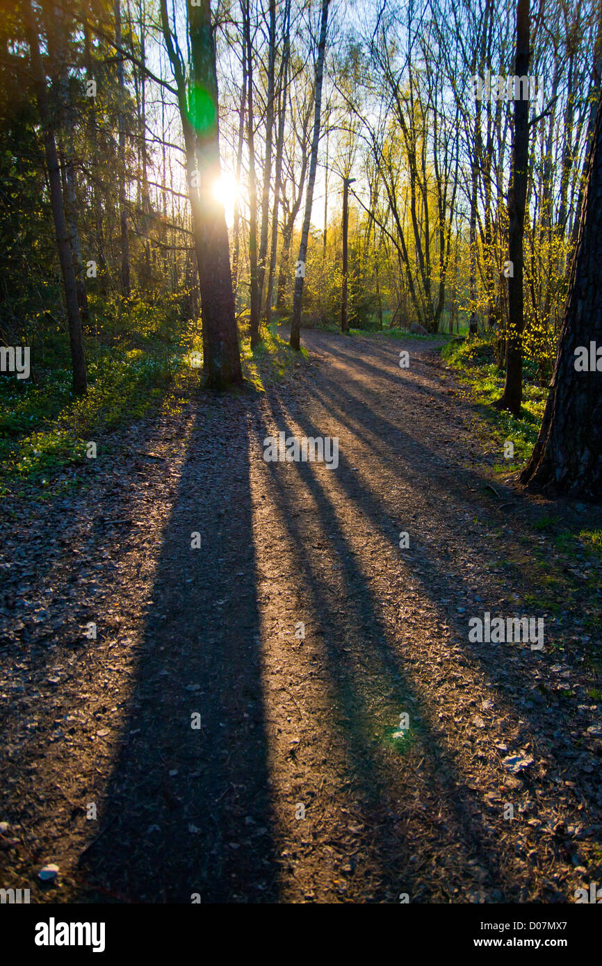 Beautiful shadows from trees in the woods Stock Photo - Alamy