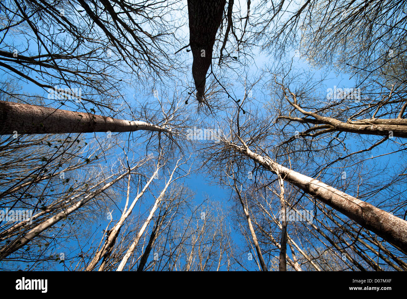 Trees photographed from below Stock Photo - Alamy