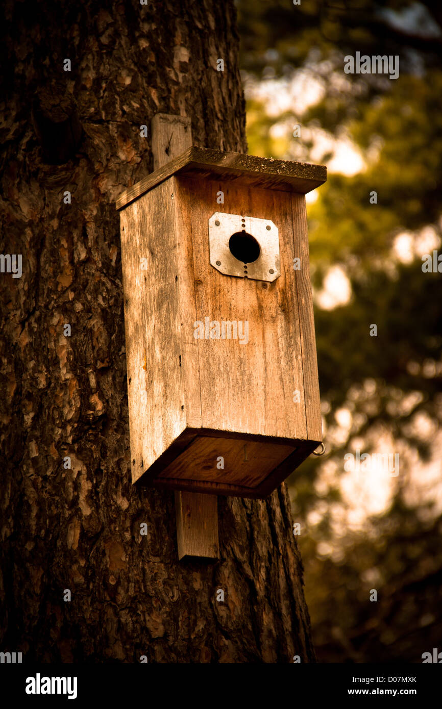 Nesting box on a tree Stock Photo - Alamy