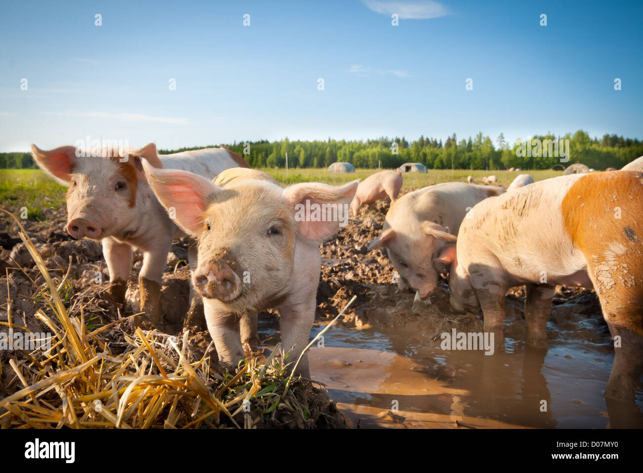 Many cute pigs on a pigfarm Stock Photo - Alamy