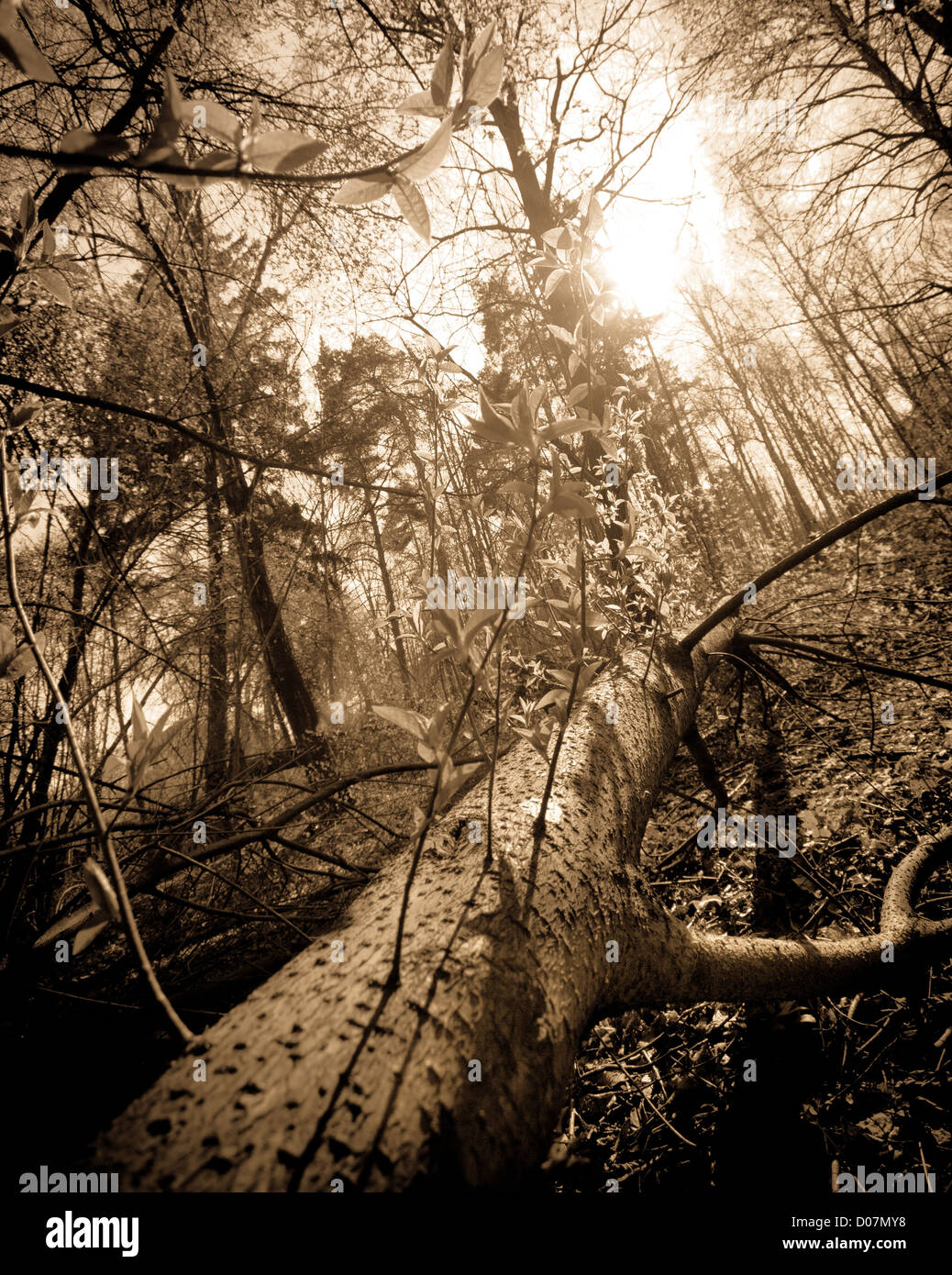 Fallen tree with a beautiful light in the background Stock Photo - Alamy
