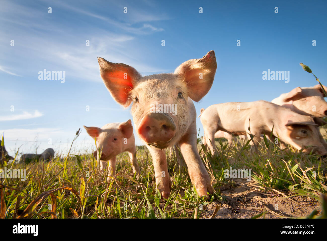 A close up photo of a cute little pig Stock Photo - Alamy