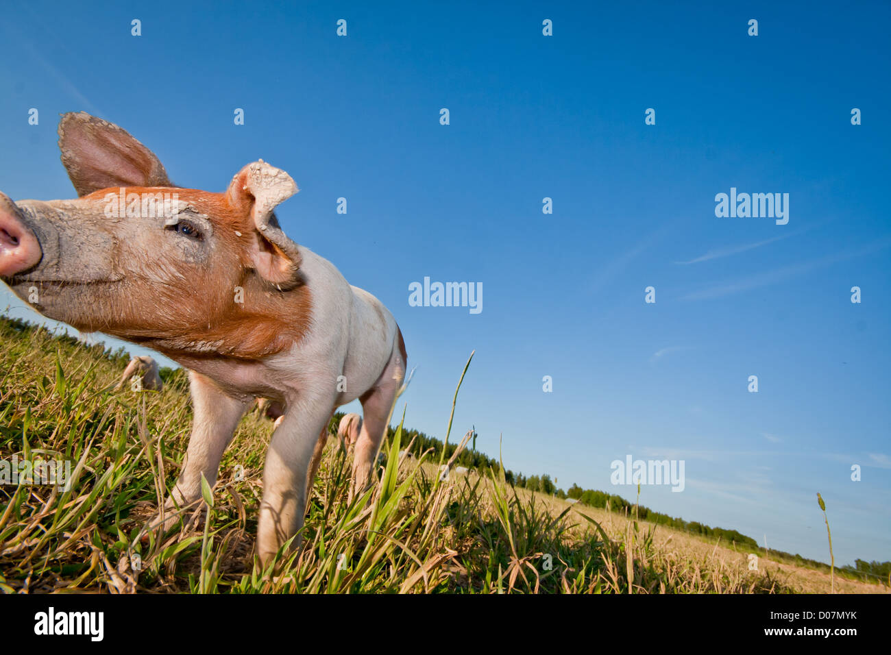 Lonely pig hi-res stock photography and images - Alamy