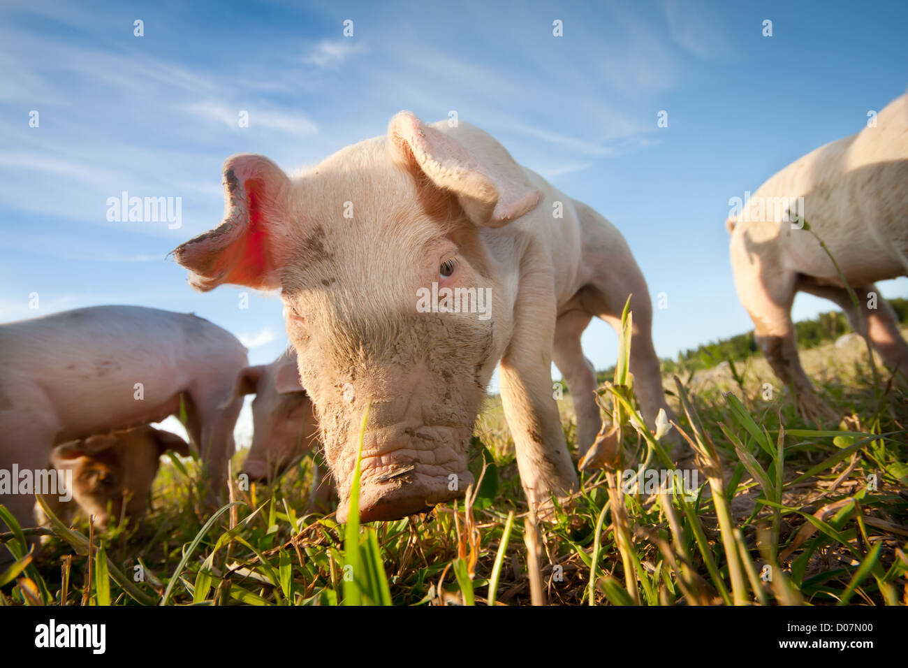 The shy pig hi-res stock photography and images - Alamy