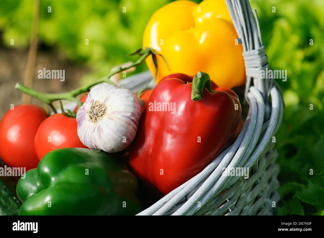 basket of vegetables and in a botanical garden Stock Photo - Alamy