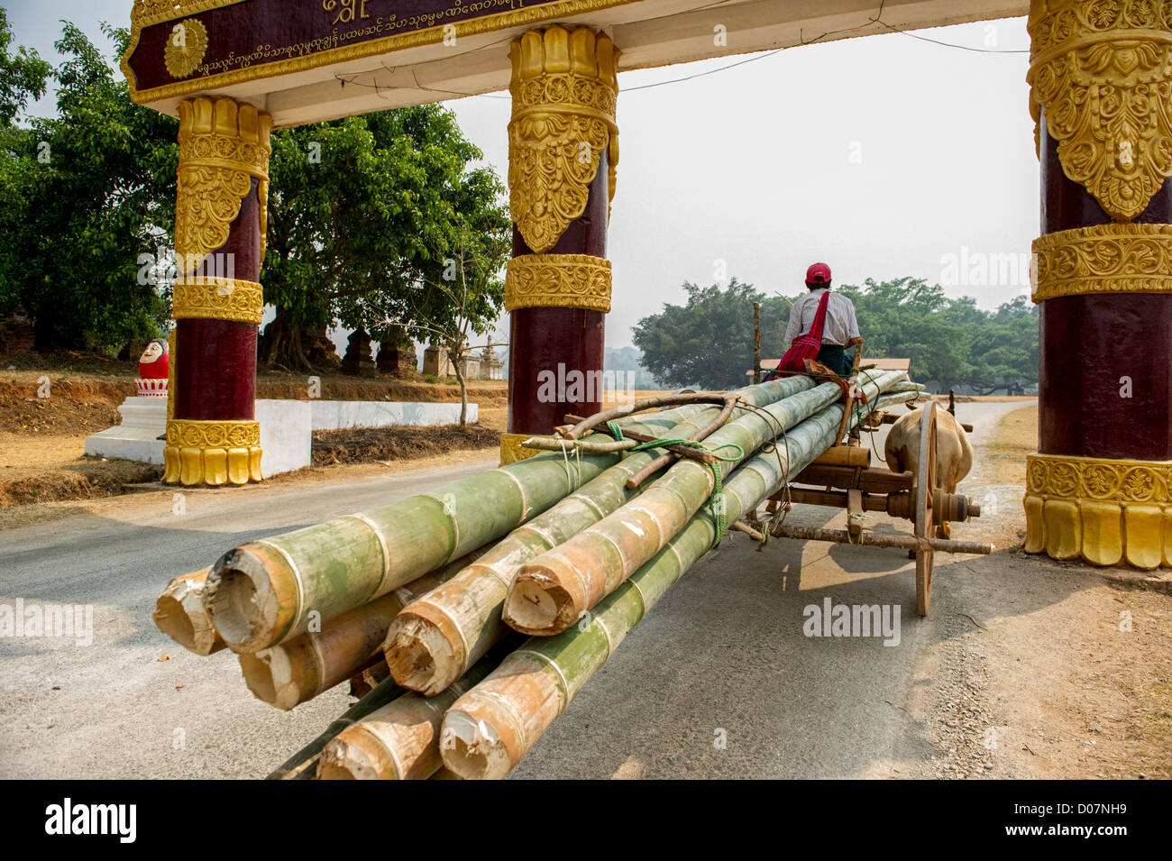 Transporting bamboo tree trunks through the dusty roads of Pindaya ...