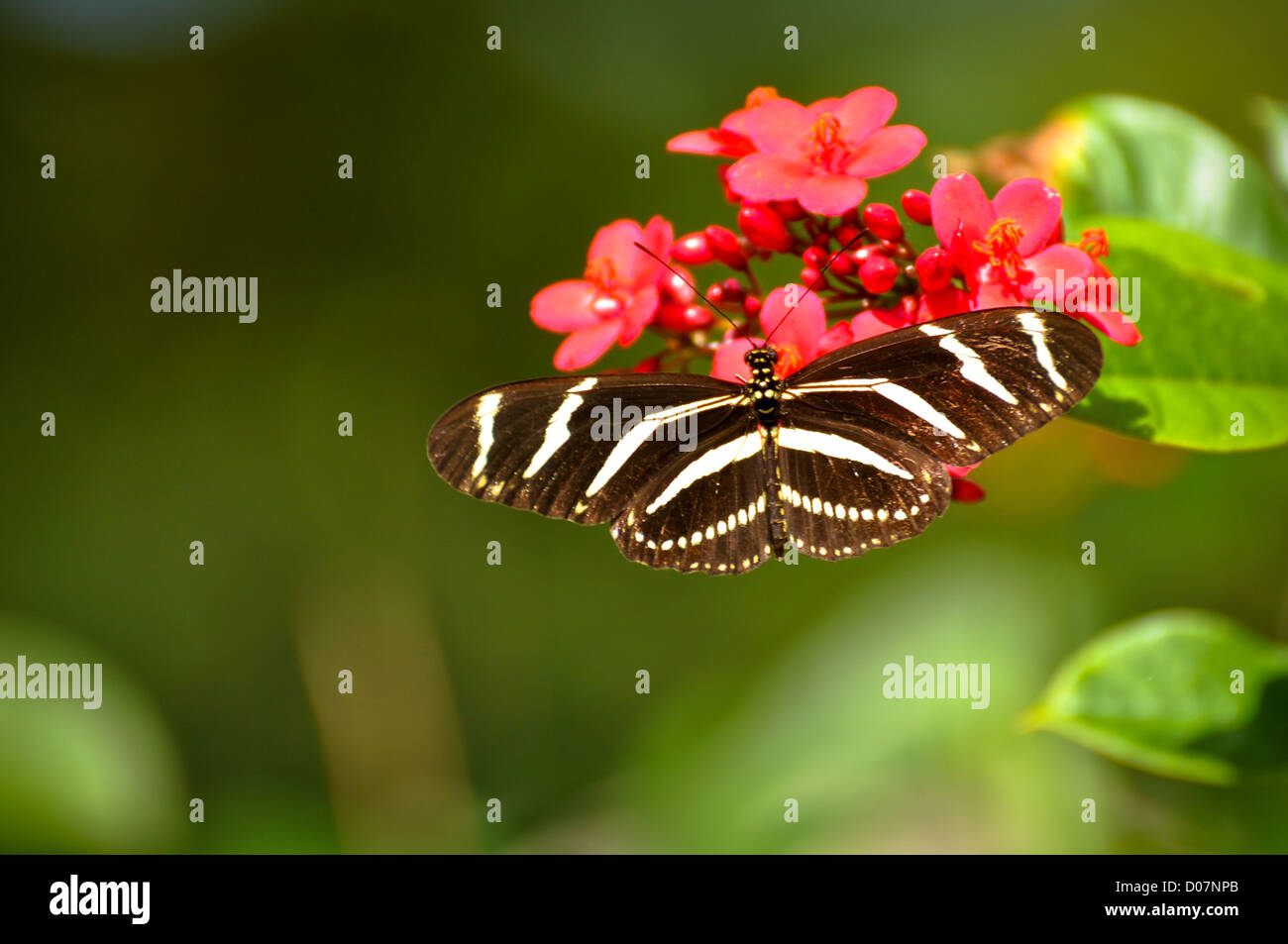 Beautiful butterly hi-res stock photography and images - Alamy
