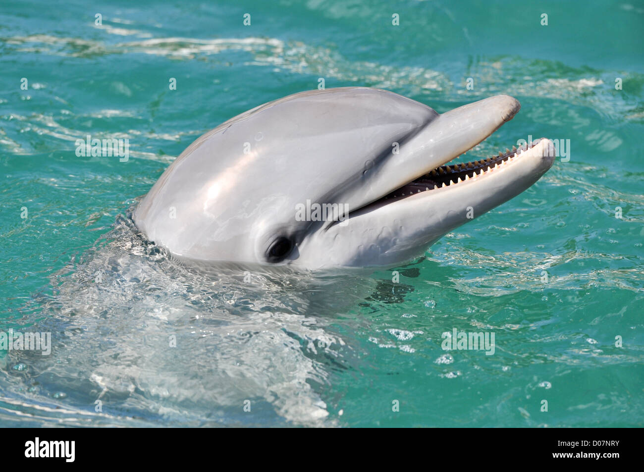 Dolphin Smiling Close Up in Water Stock Photo - Alamy