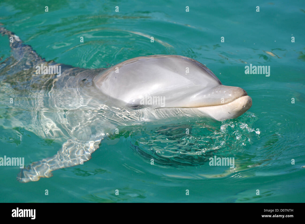 Dolphin Smiling Close Up in Water Stock Photo - Alamy