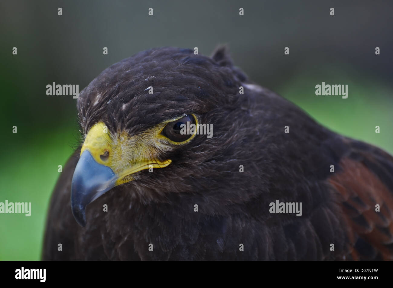 Eagle hawk hi-res stock photography and images - Alamy