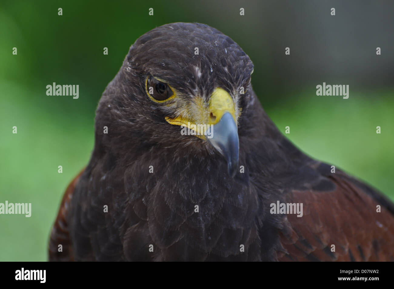 Falcon Eagle Hawk Bird Stock Photo - Alamy