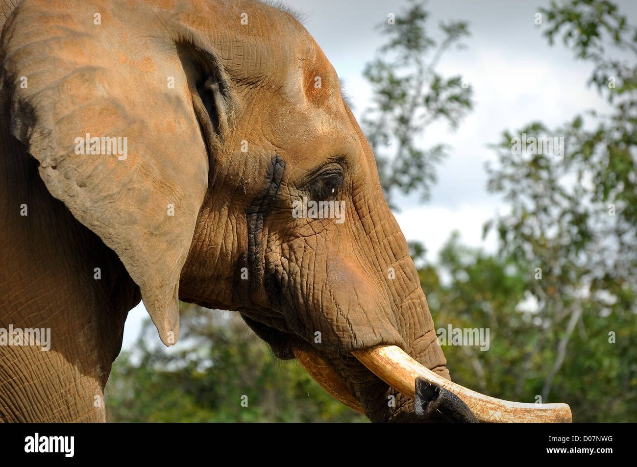 Aged Elephant looking straight ahead Stock Photo - Alamy