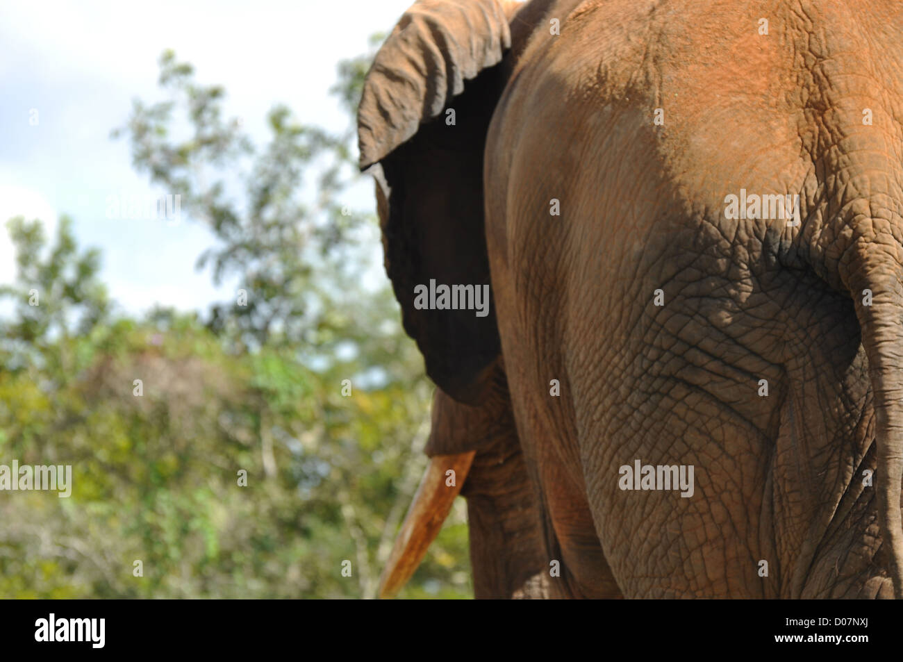 Elephant Walking Away back into the jungle Stock Photo - Alamy