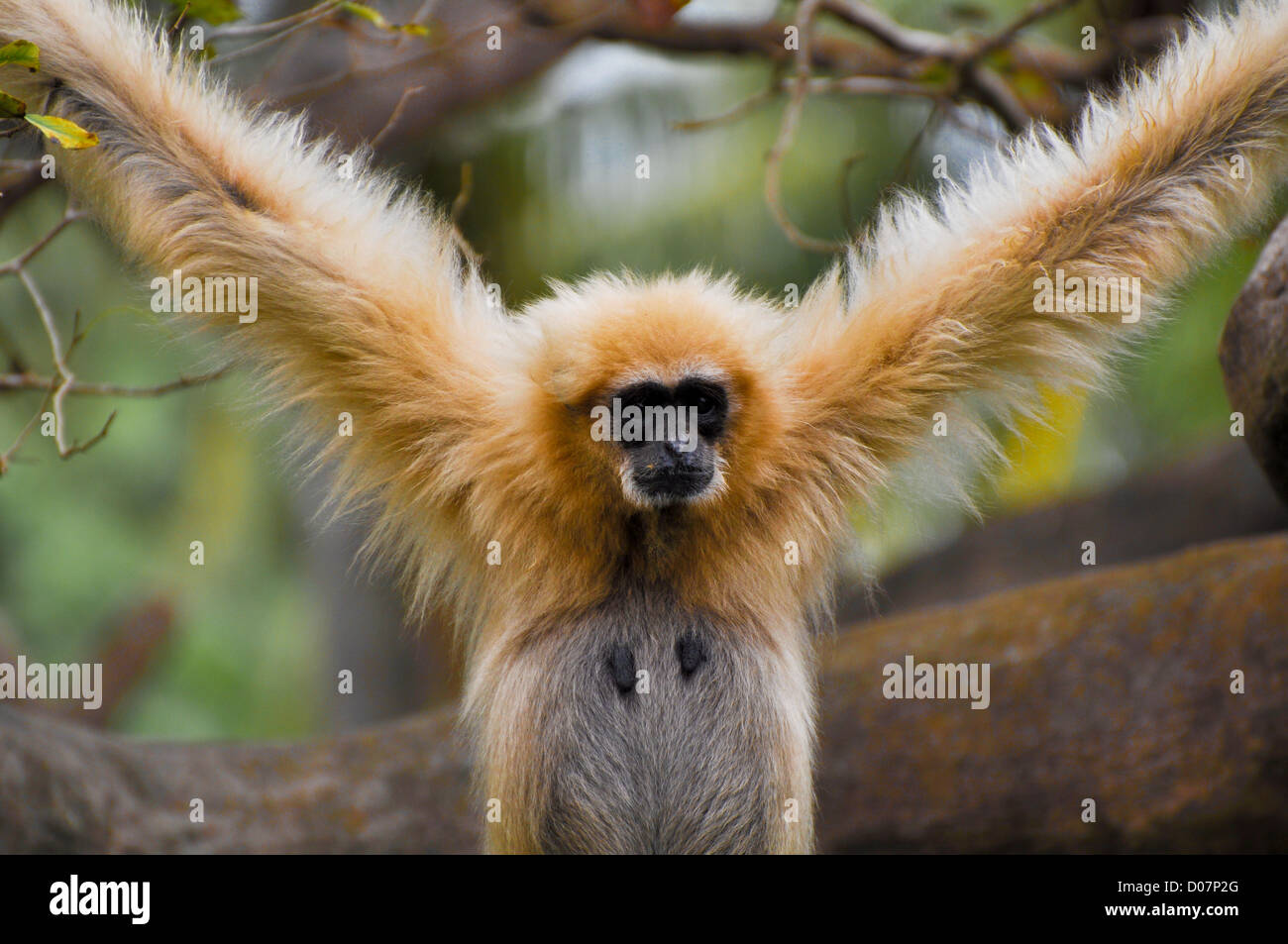 Gibbon Monkey with Arms spread looking intense Stock Photo - Alamy