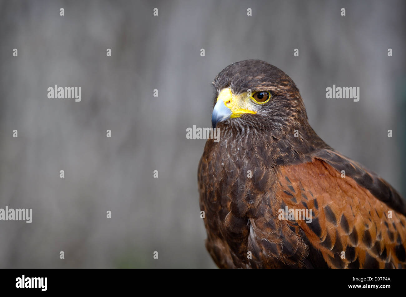 Harris falcon hi-res stock photography and images - Alamy