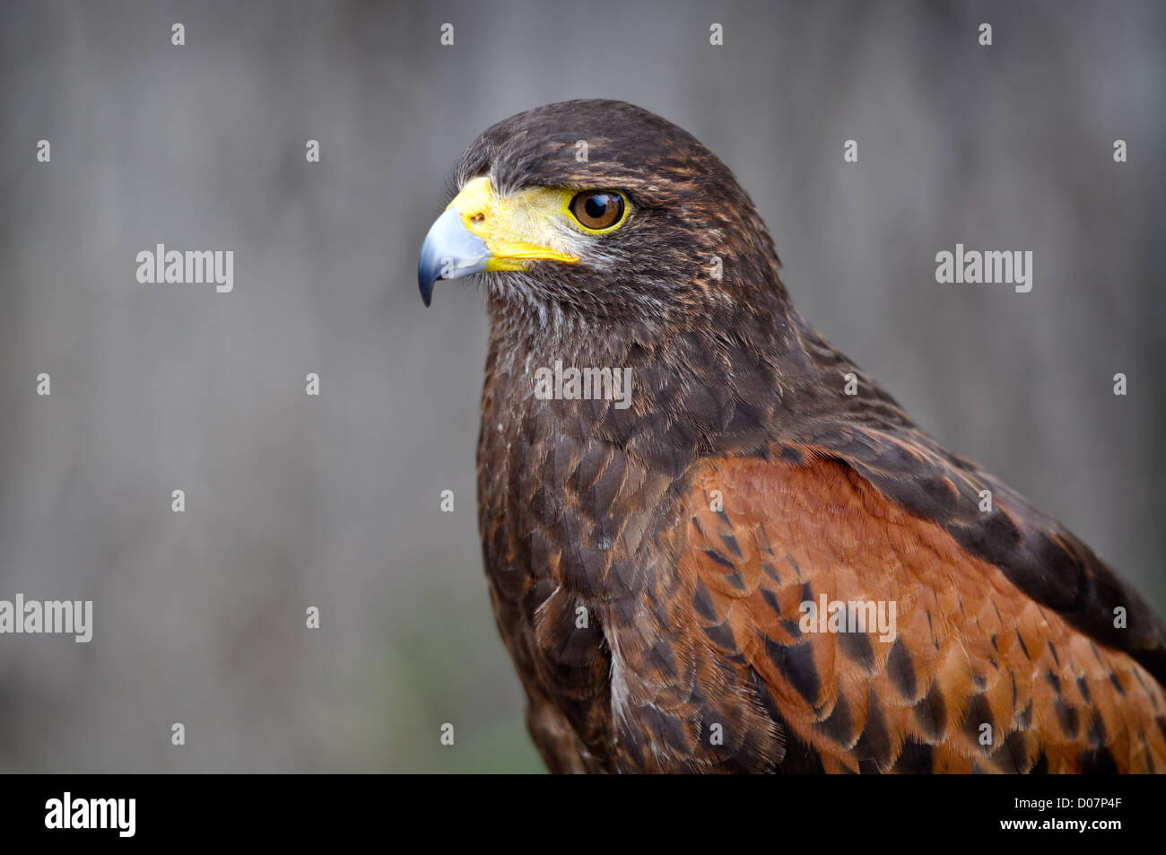 Harris Brown Hawk Portrait Stock Photo - Alamy
