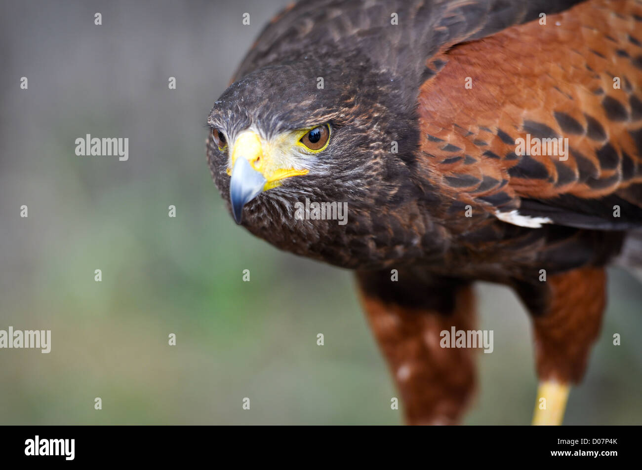 Harris Brown Hawk Portrait Stock Photo - Alamy