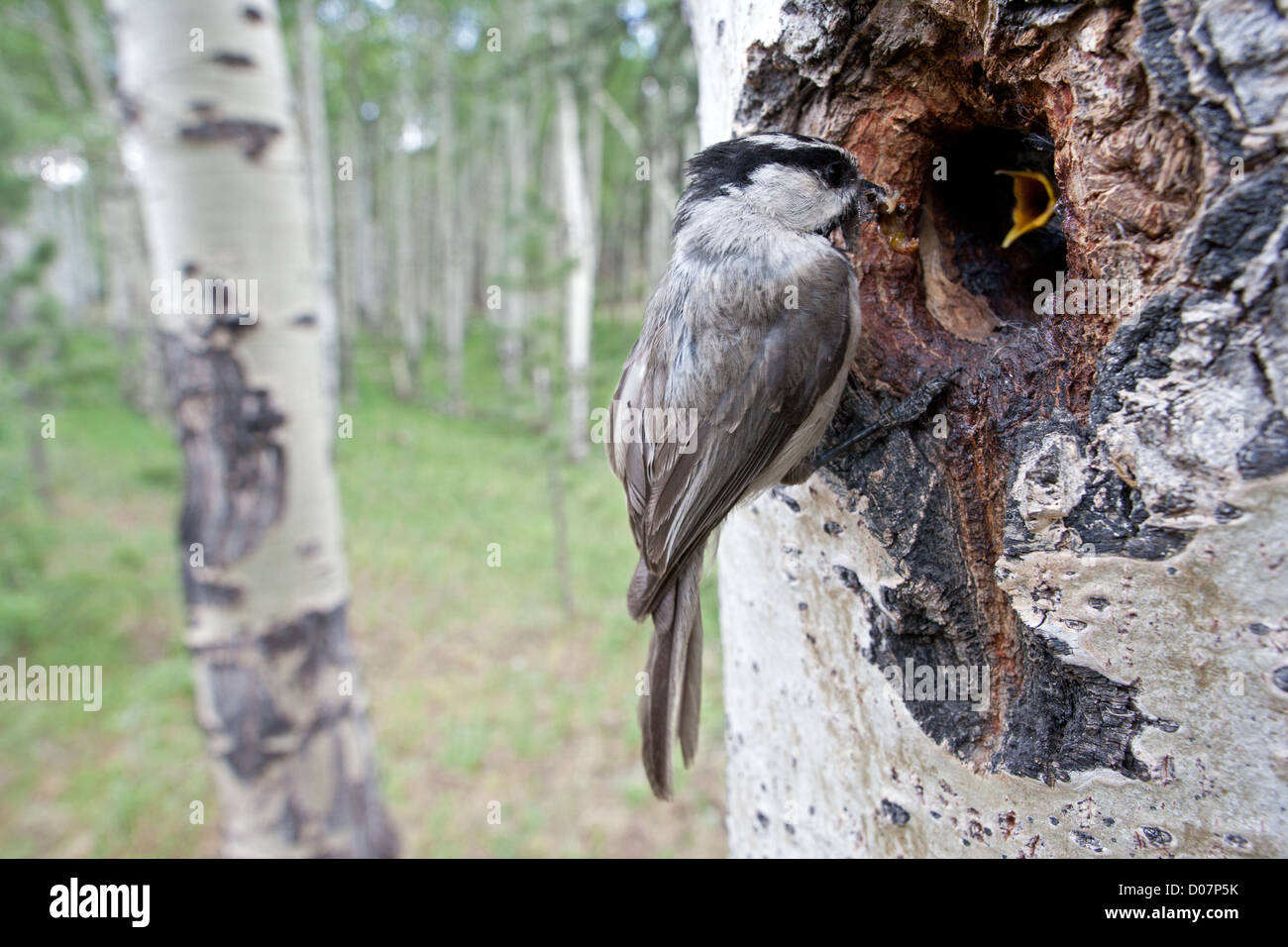 Mountain Chickadee feeding bird nestling at Nest Cavity in Aspen Tree ...
