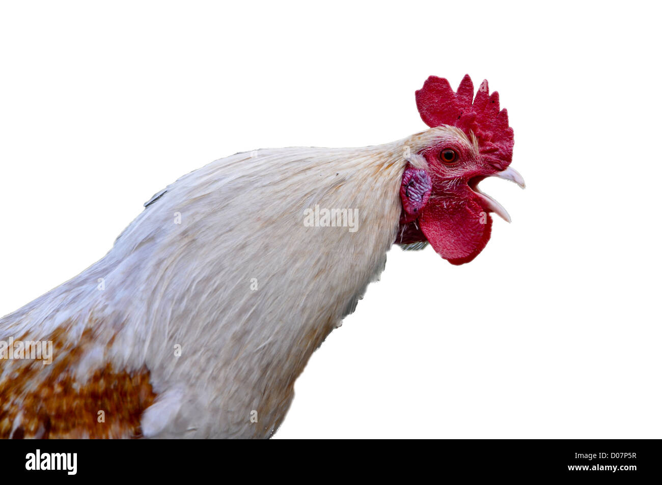 Isolated Chicken Head on White Stock Photo - Alamy