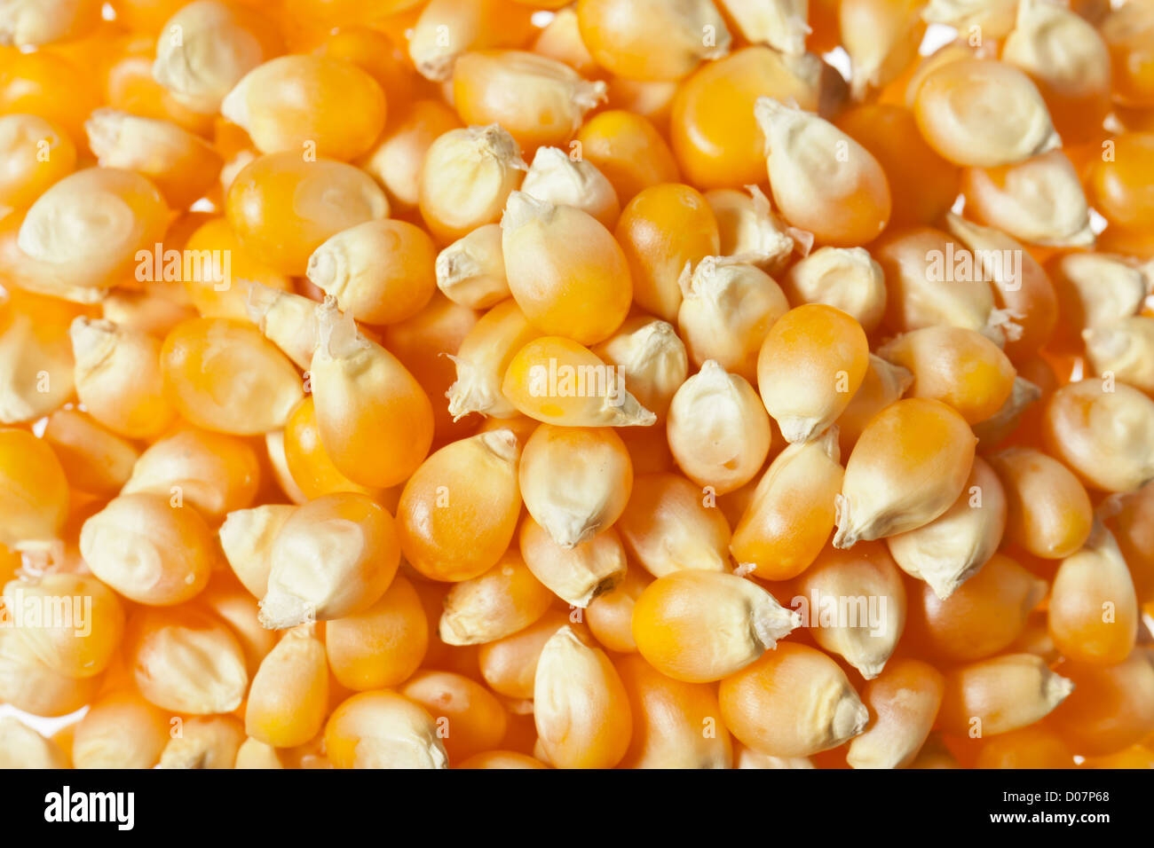 Raw uncooked corn kernels used for popcorn Stock Photo - Alamy