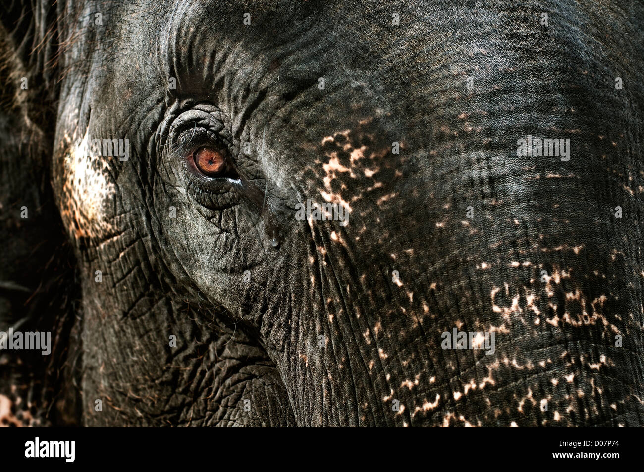 Elephant tear hi-res stock photography and images - Alamy