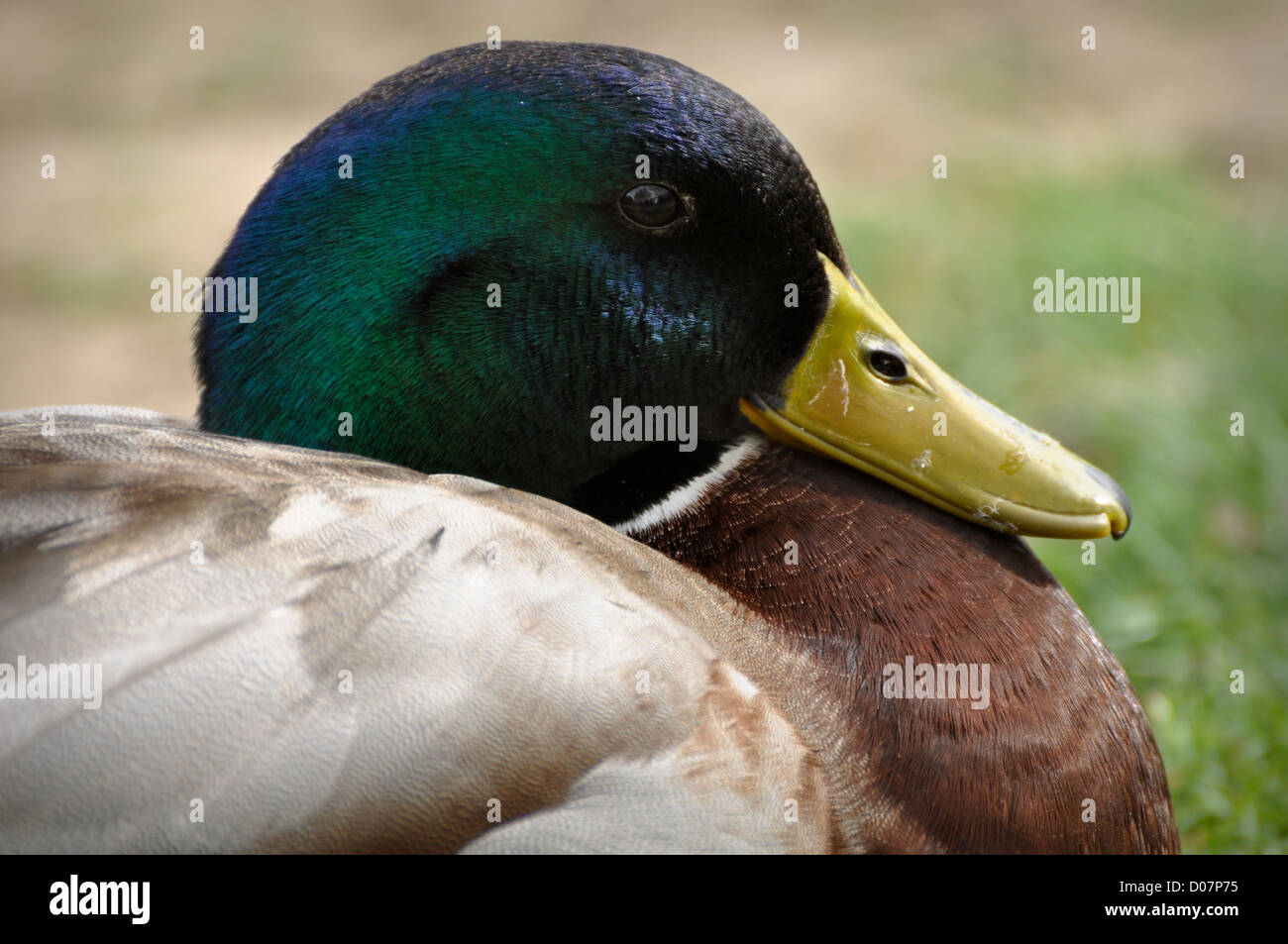 Mallard Duck Close Up Stock Photo - Alamy