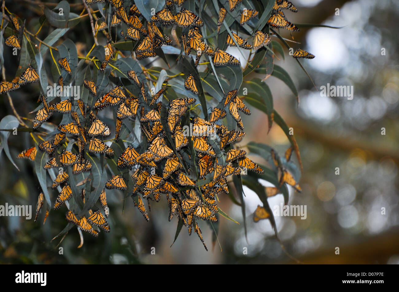 Beautiful Monarch Butterflies Roosting in a Tree Stock Photo - Alamy